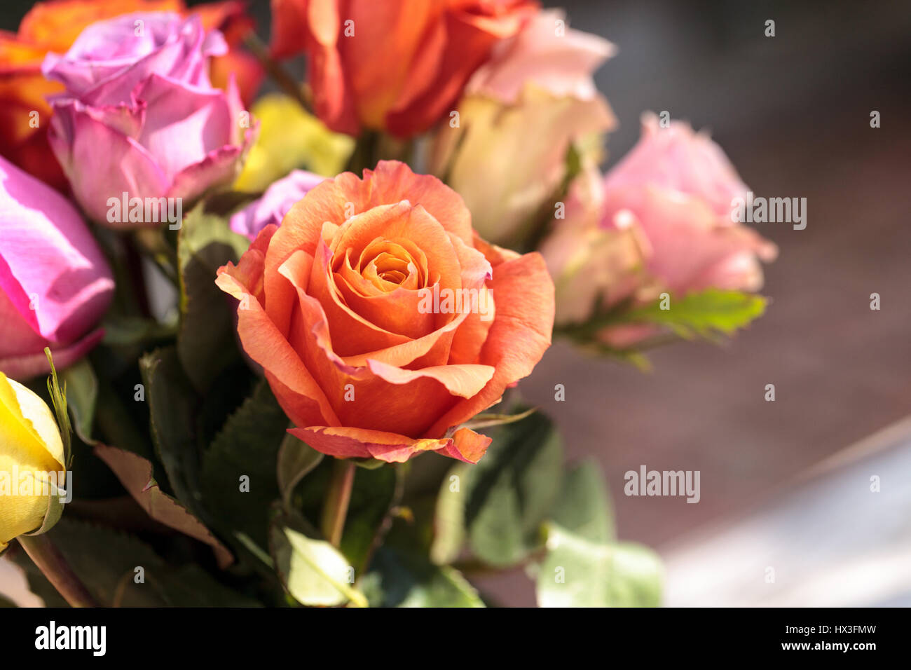 Roses in a rainbow of colors including pink, orange, red and yellow in ...