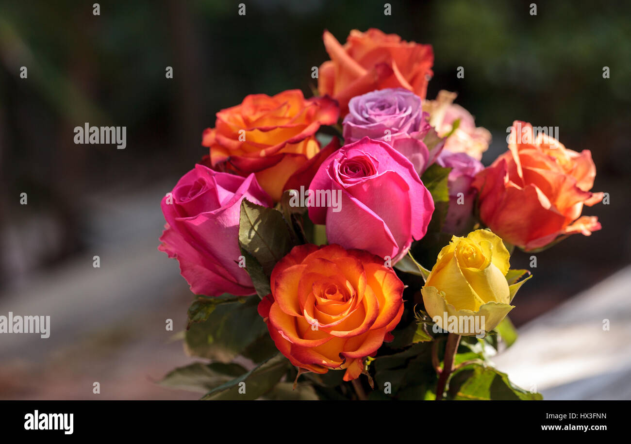 Roses in a rainbow of colors including pink, orange, red and yellow in ...