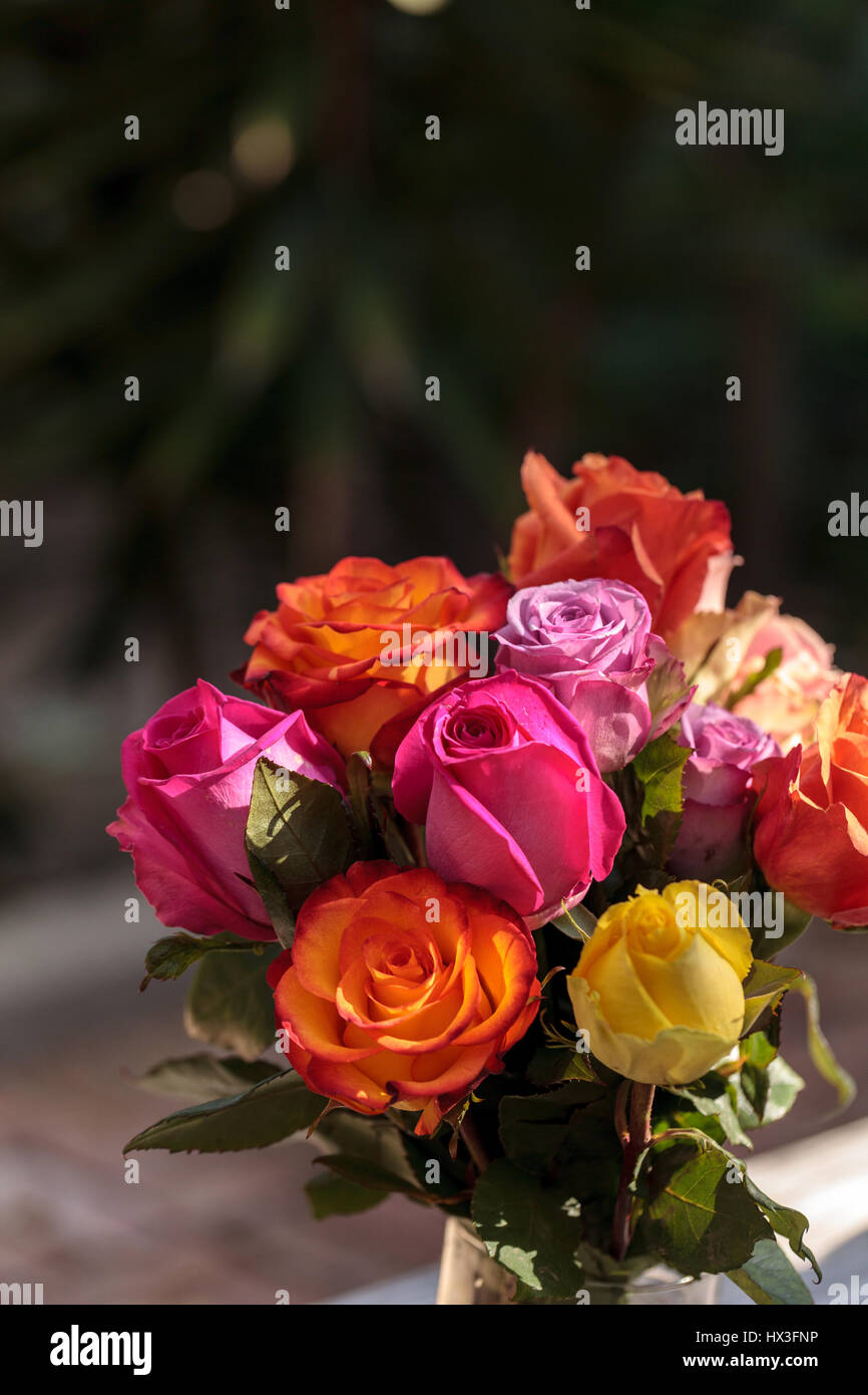 Roses in a rainbow of colors including pink, orange, red and yellow in ...