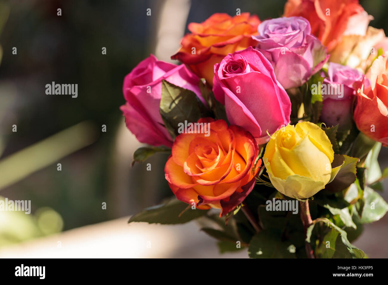 Roses in a rainbow of colors including pink, orange, red and yellow in ...