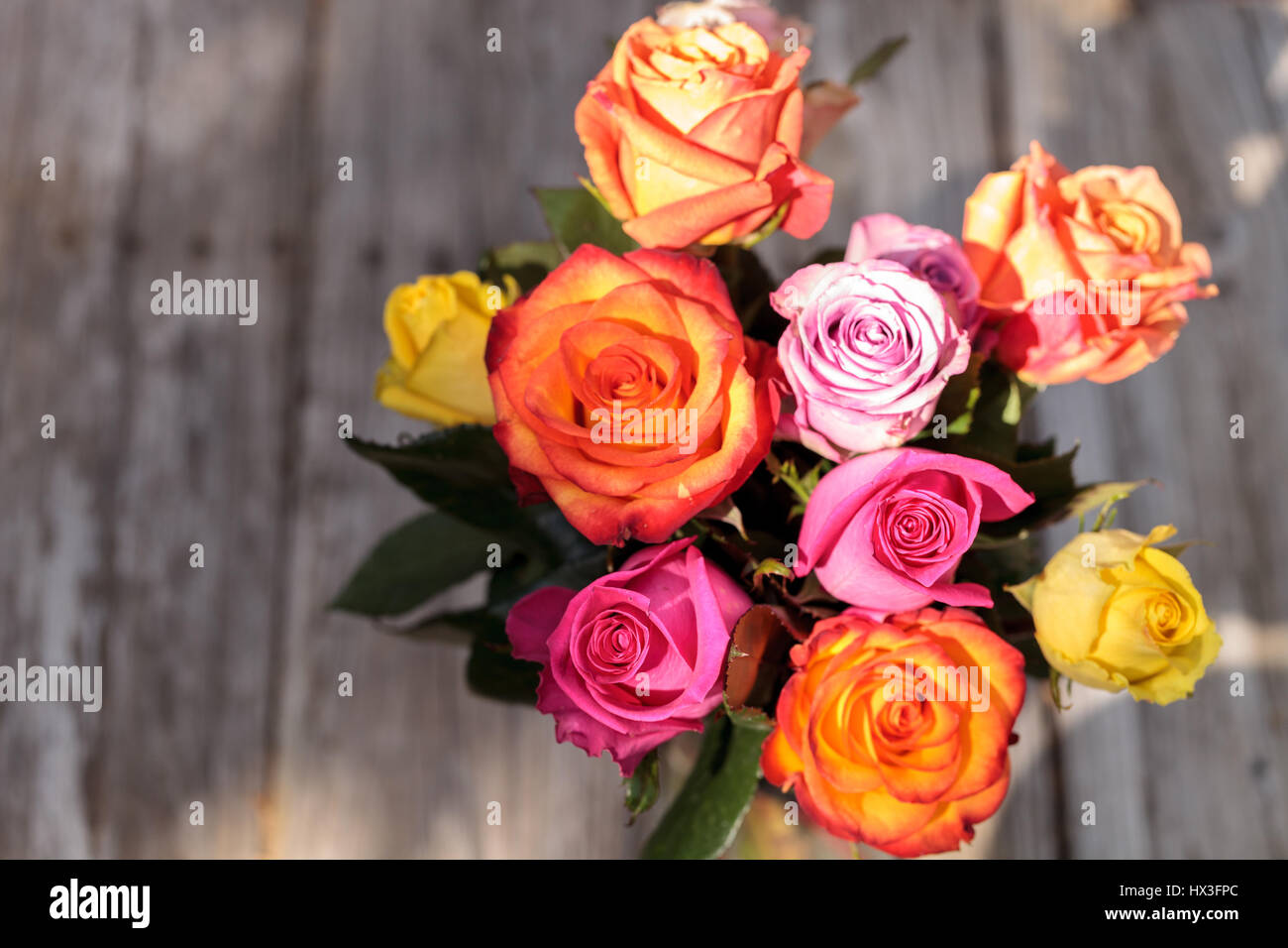 Roses in a rainbow of colors including pink, orange, red and yellow in ...