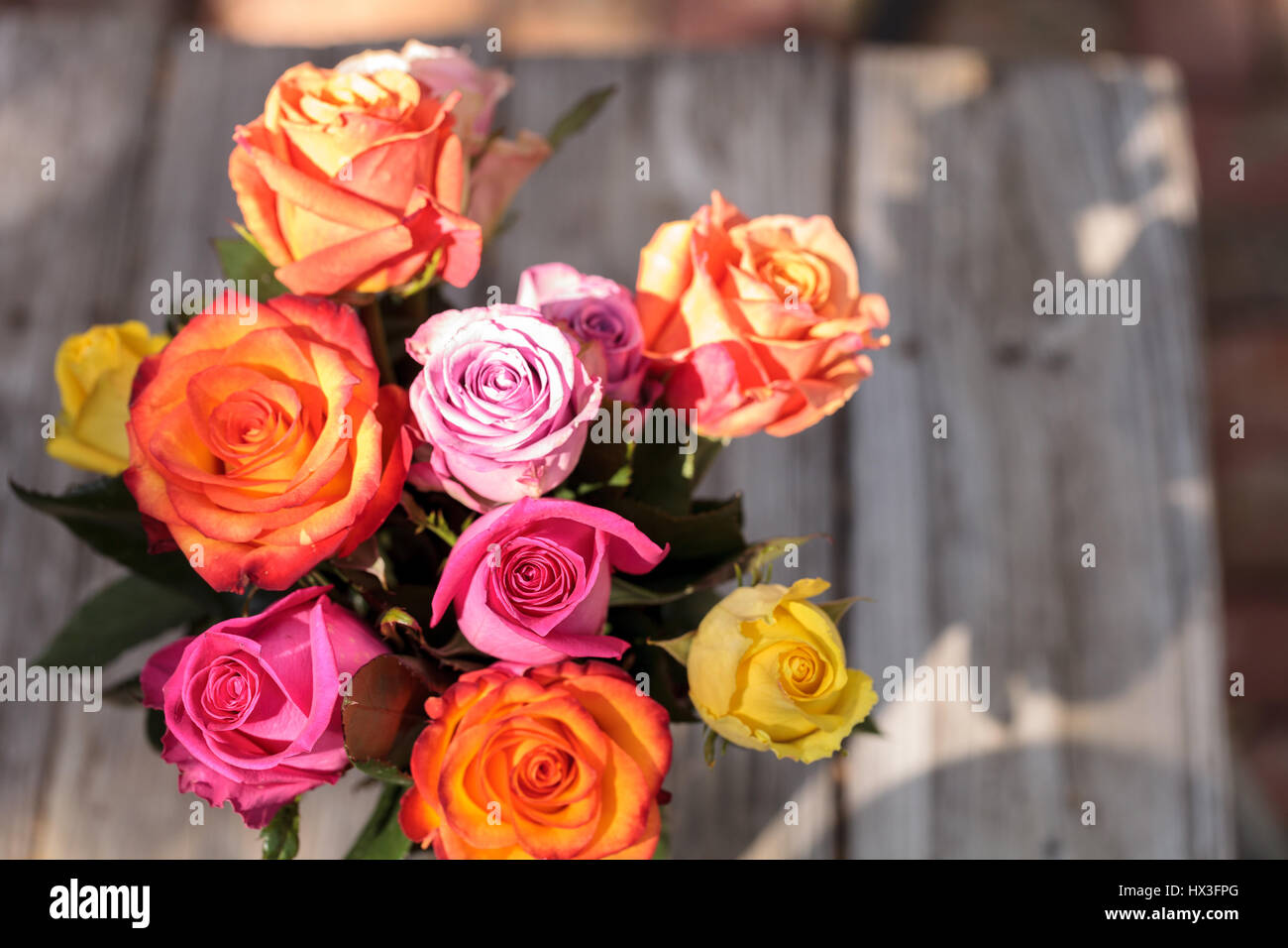 Roses in a rainbow of colors including pink, orange, red and yellow in ...