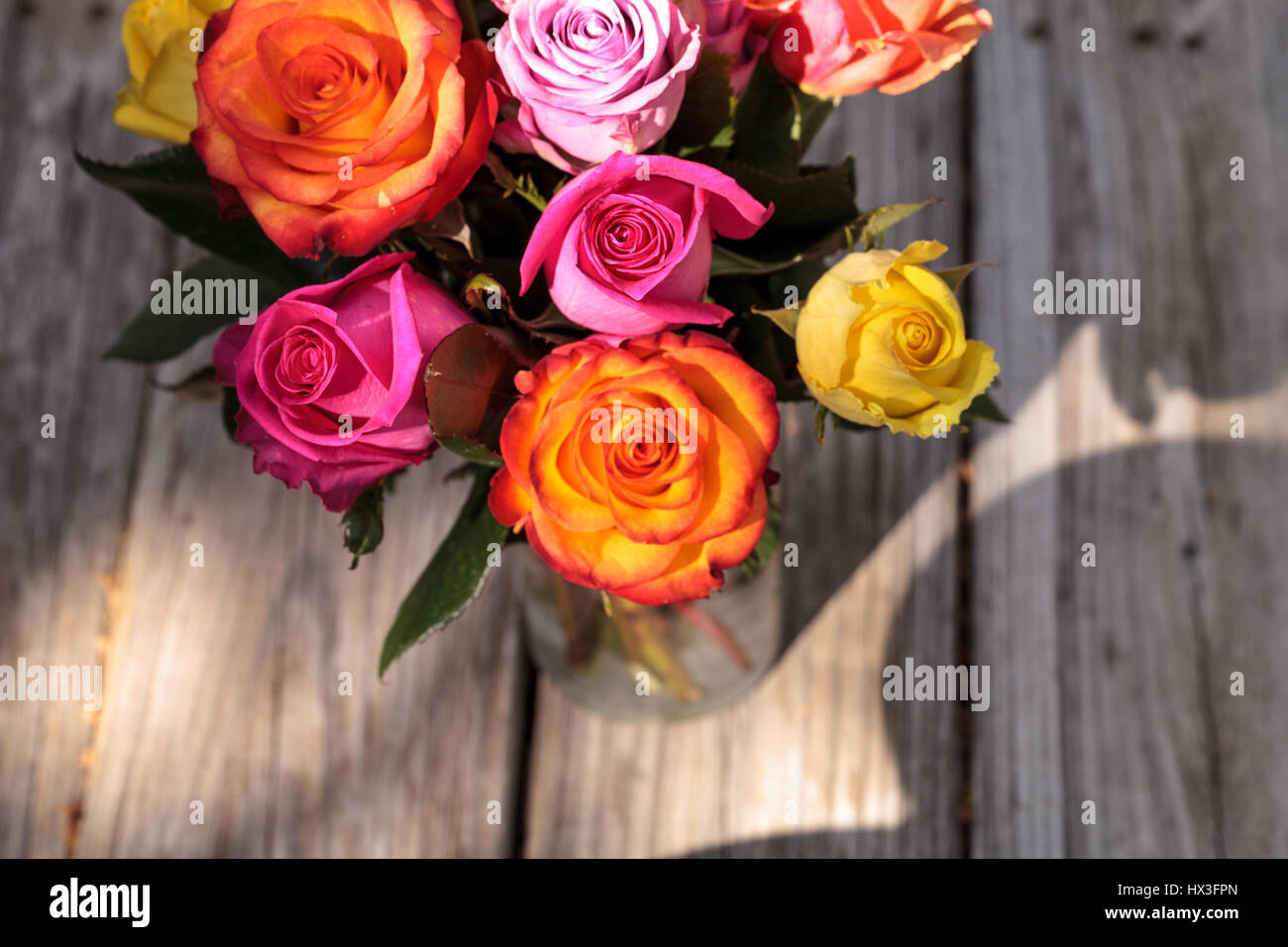 Roses in a rainbow of colors including pink, orange, red and yellow in ...