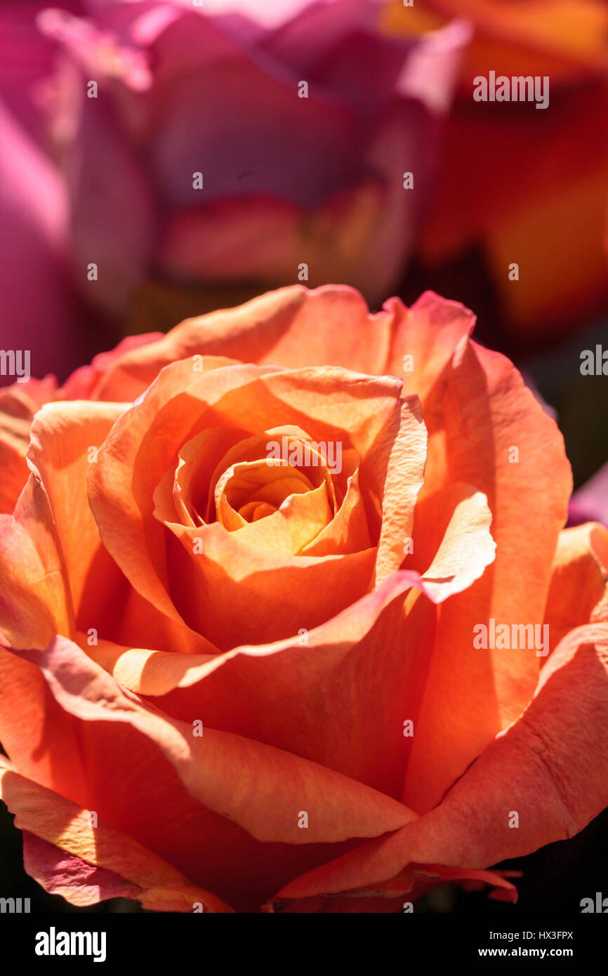 Roses in a rainbow of colors including pink, orange, red and yellow in ...