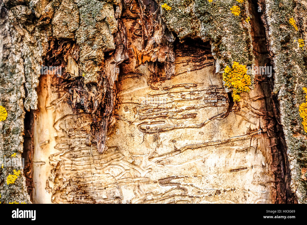 bark beetle pattern on the wood from Stock Photo - Alamy
