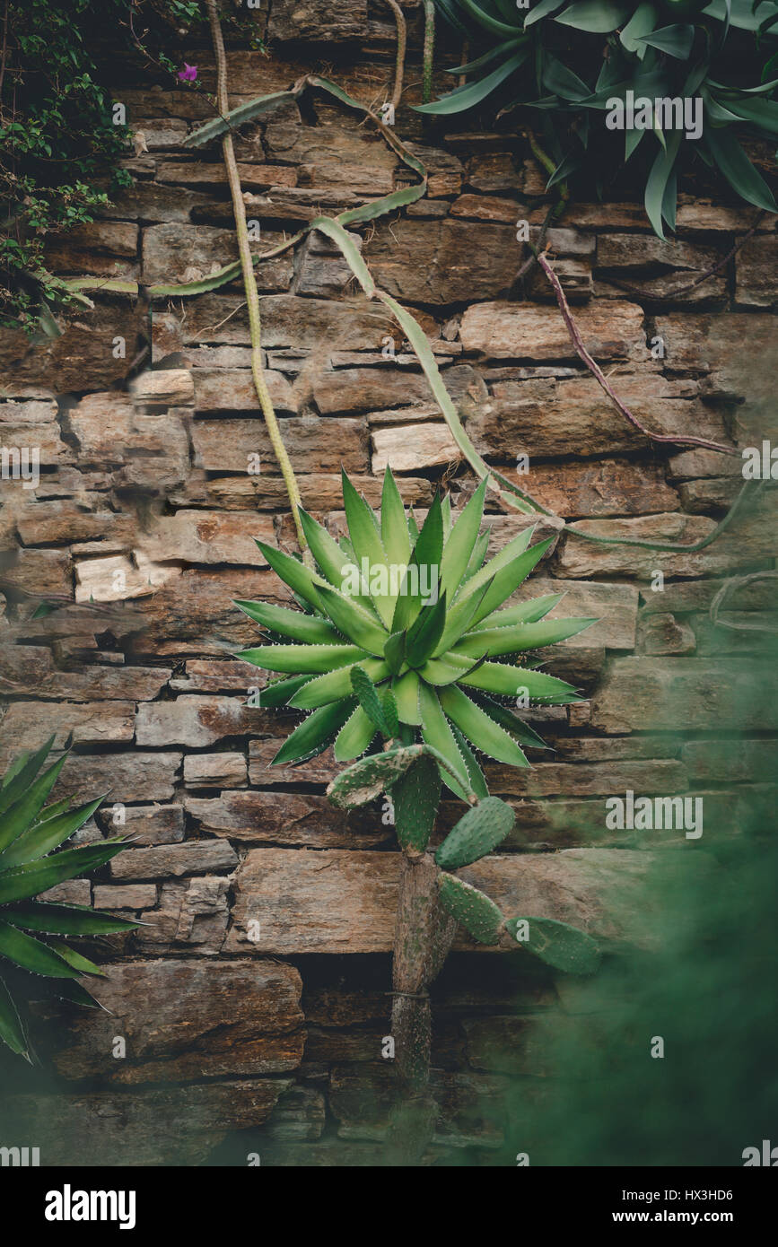 German Plant Life