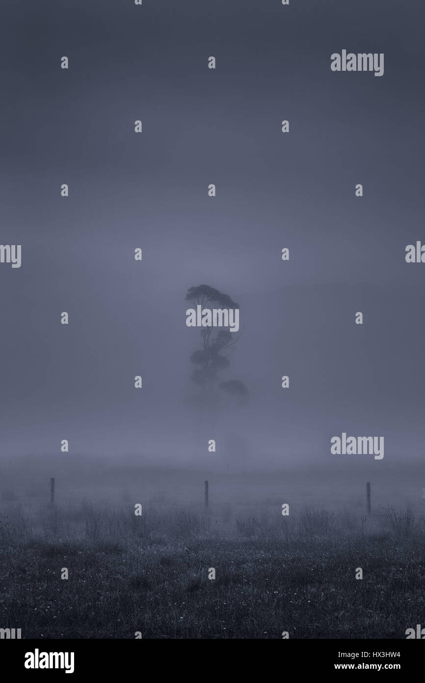 Mist shrouded tree hi-res stock photography and images - Alamy