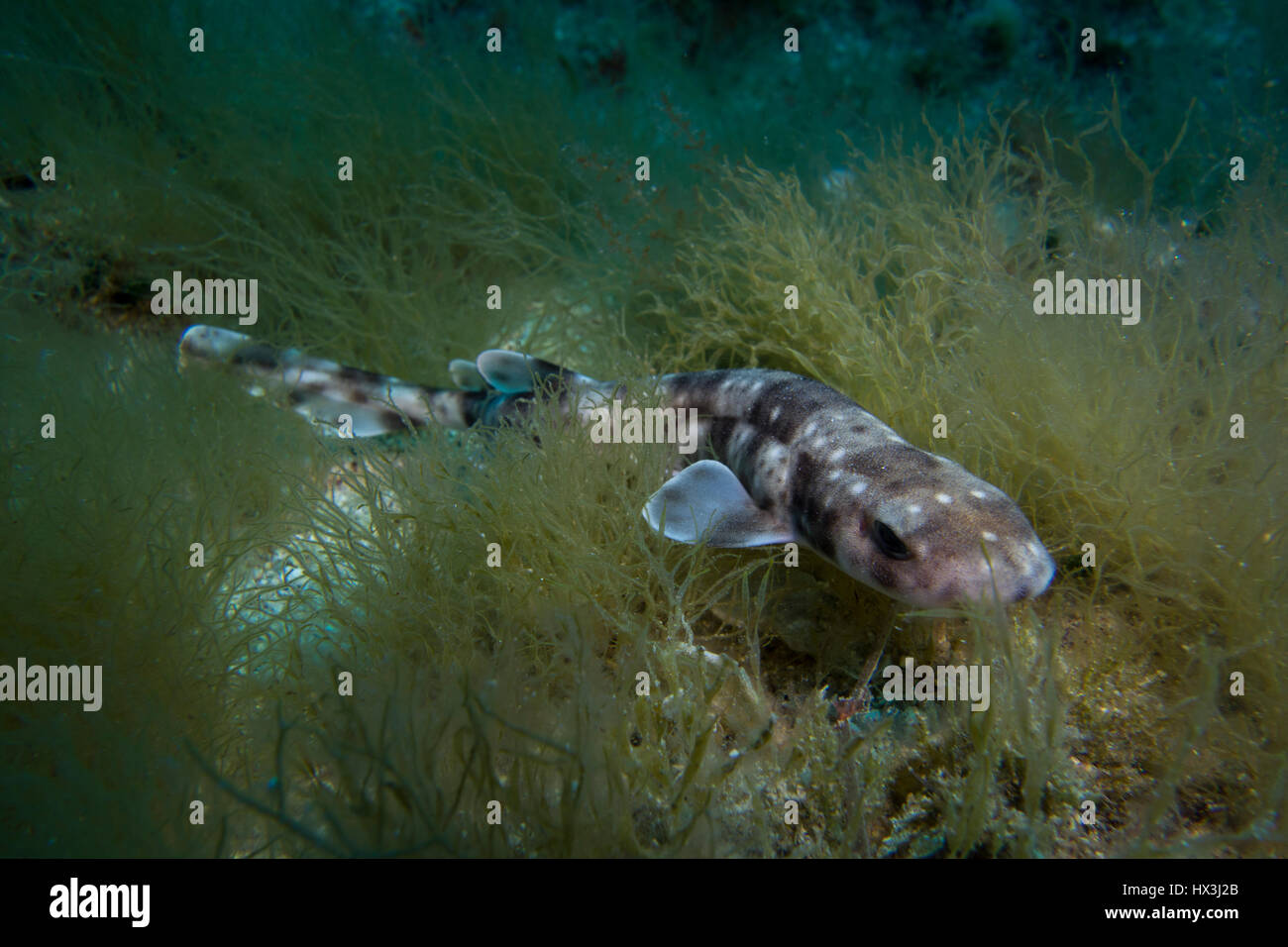 Brown catshark hi-res stock photography and images - Alamy