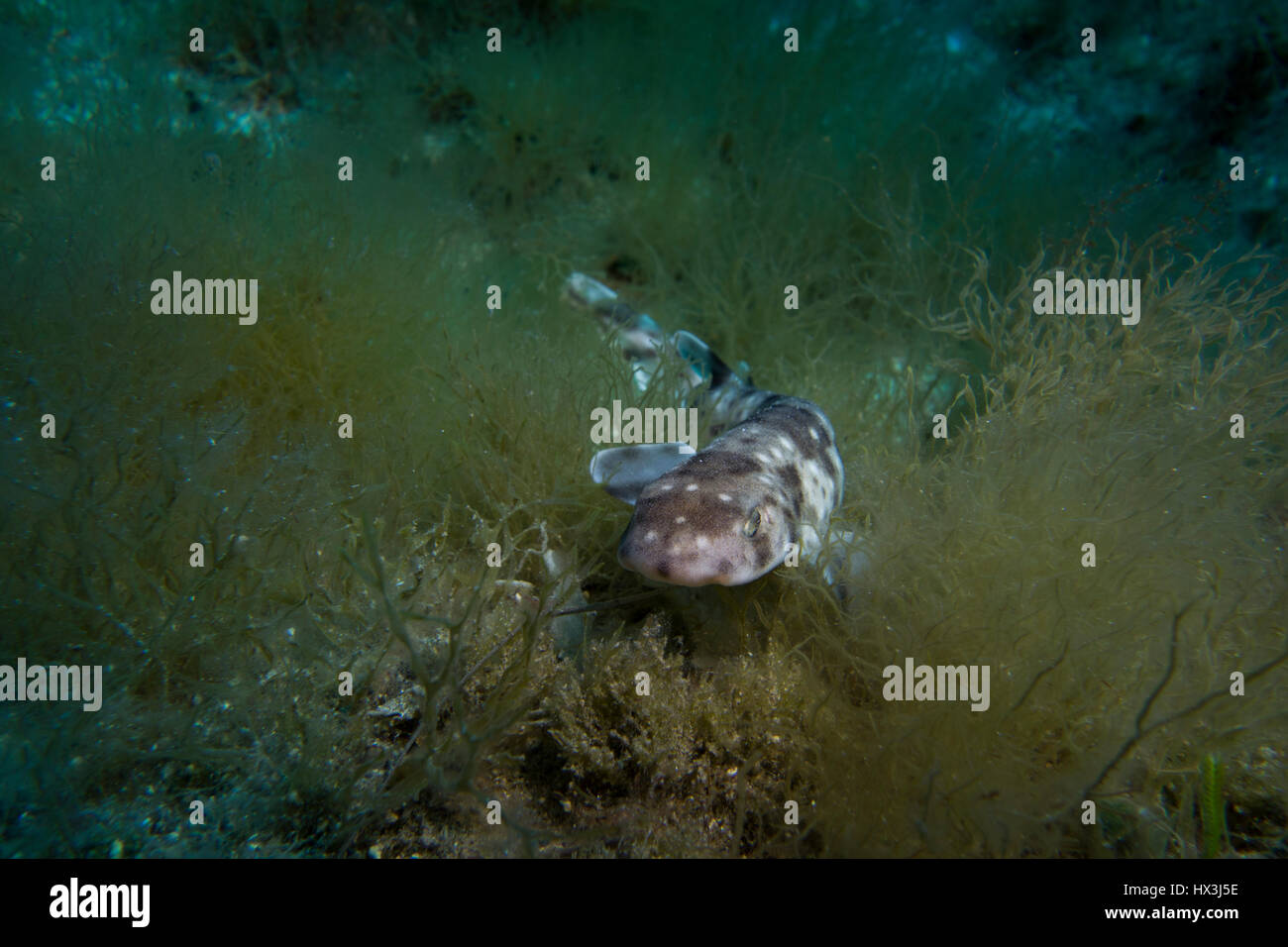 Brown catshark hi-res stock photography and images - Alamy