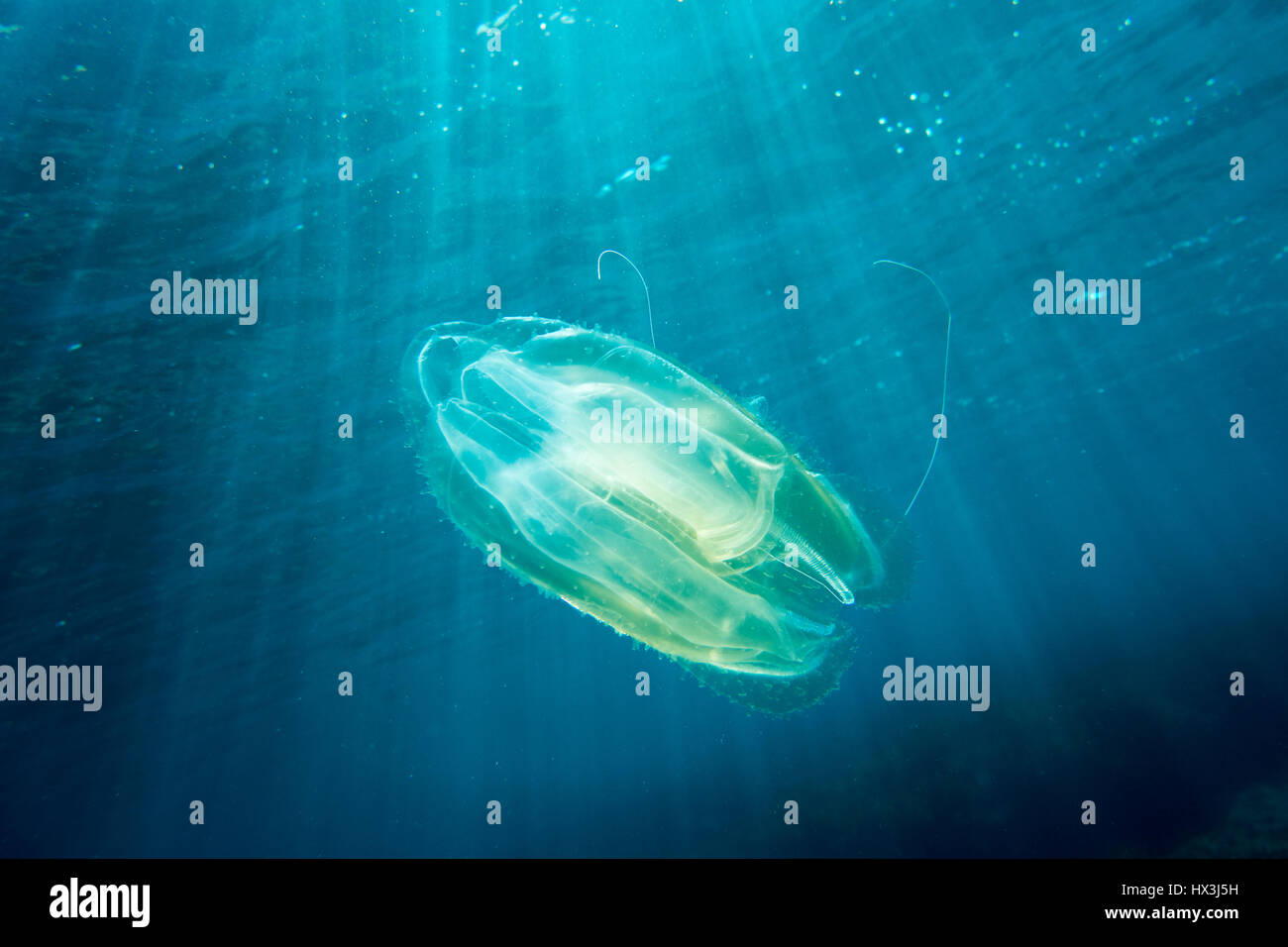 Comb jelly fish. Mnemiopsis, encountered while SCUBA diving inMalta ...