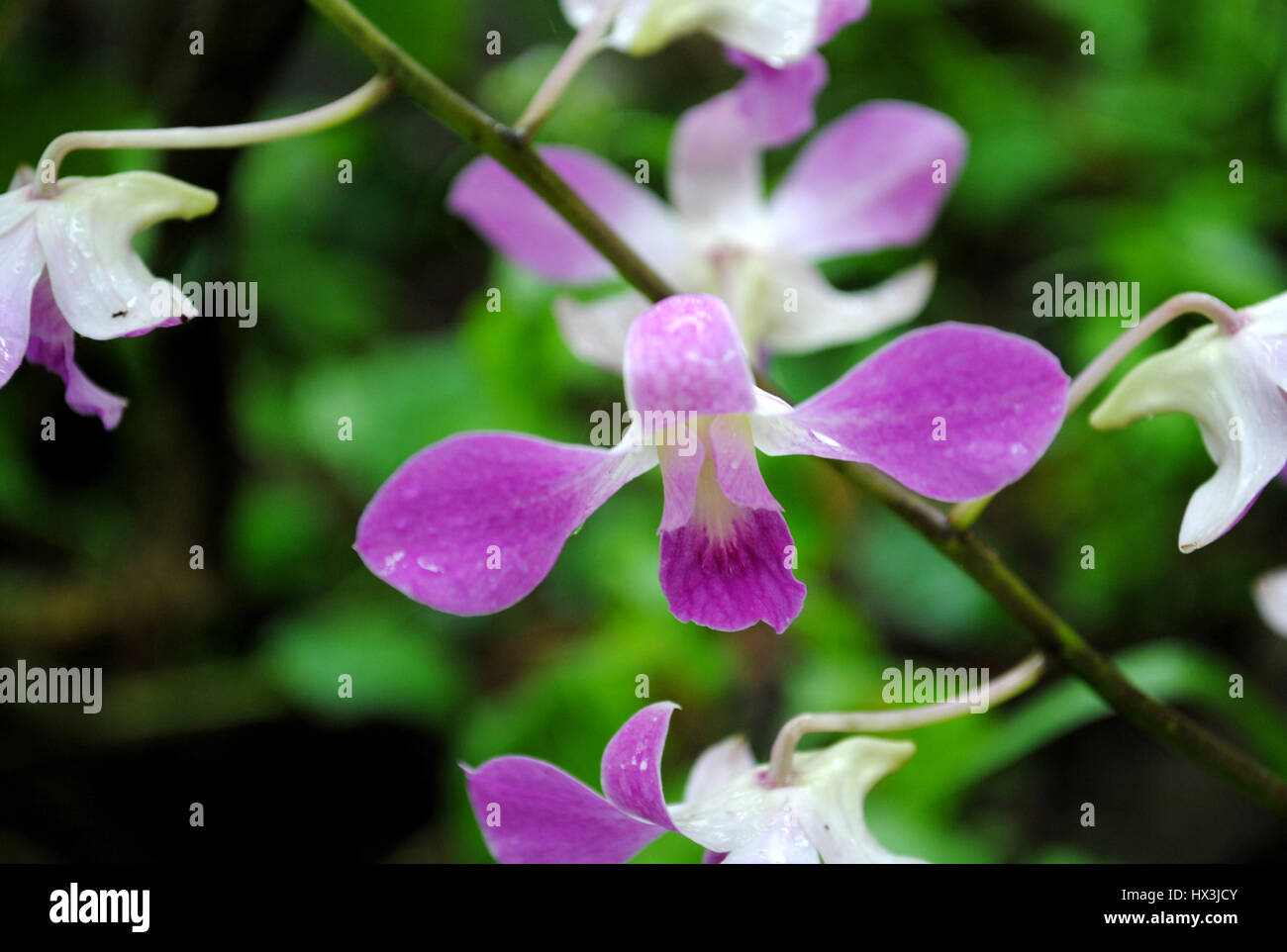 Mauve wallpaper hi-res stock photography and images - Alamy