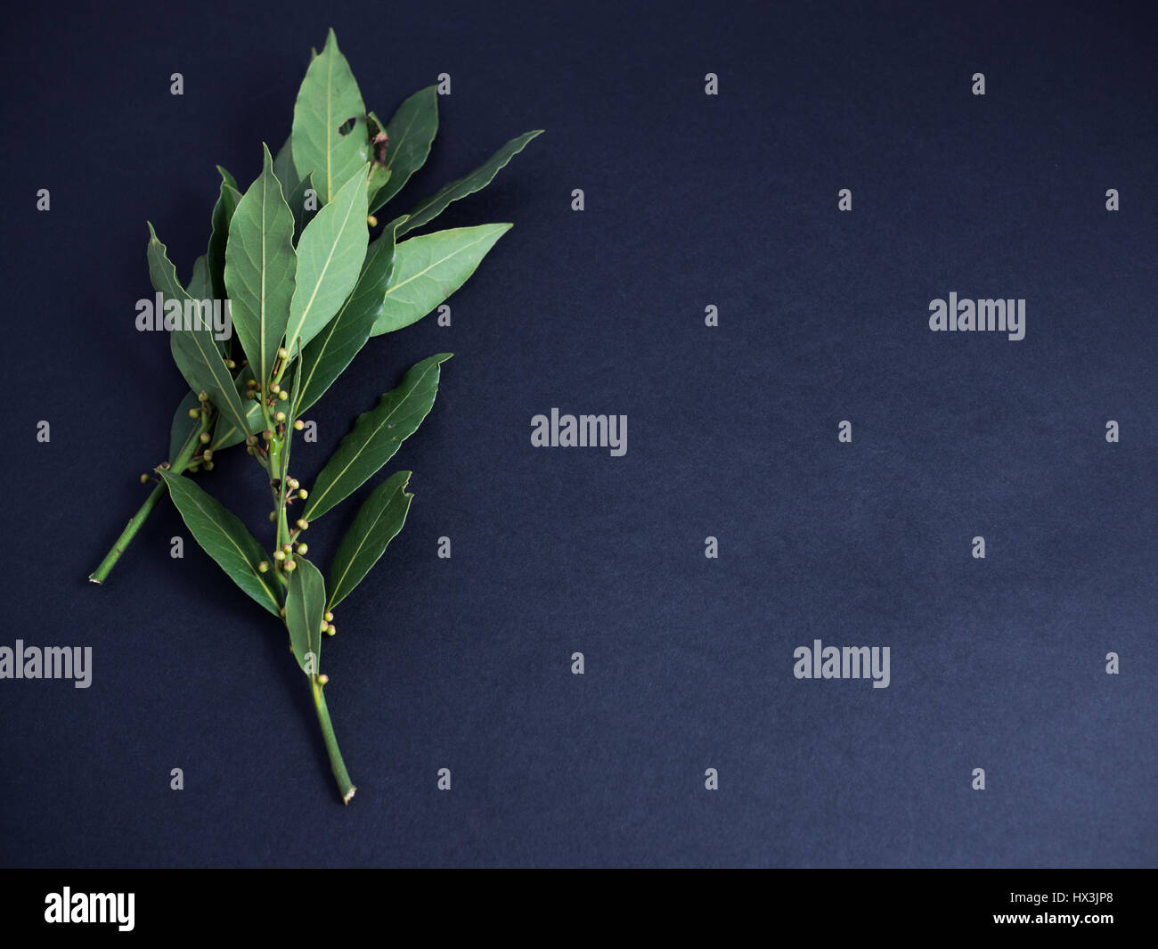 Bay leaves on a branch isolated on black background Stock Photo - Alamy