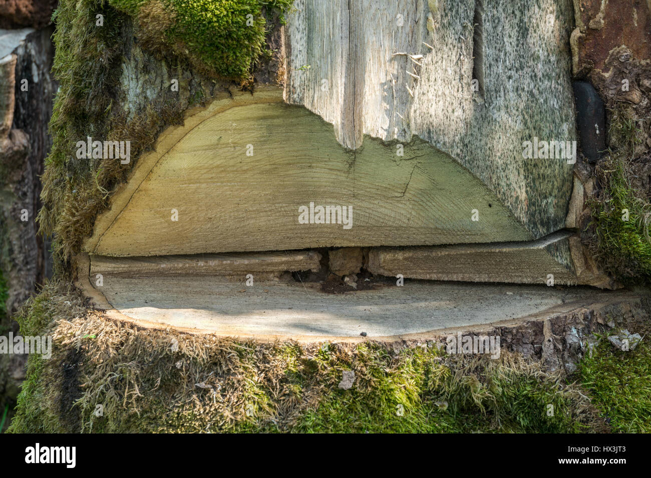 Big tree cutting in process with axe and saw Stock Photo - Alamy