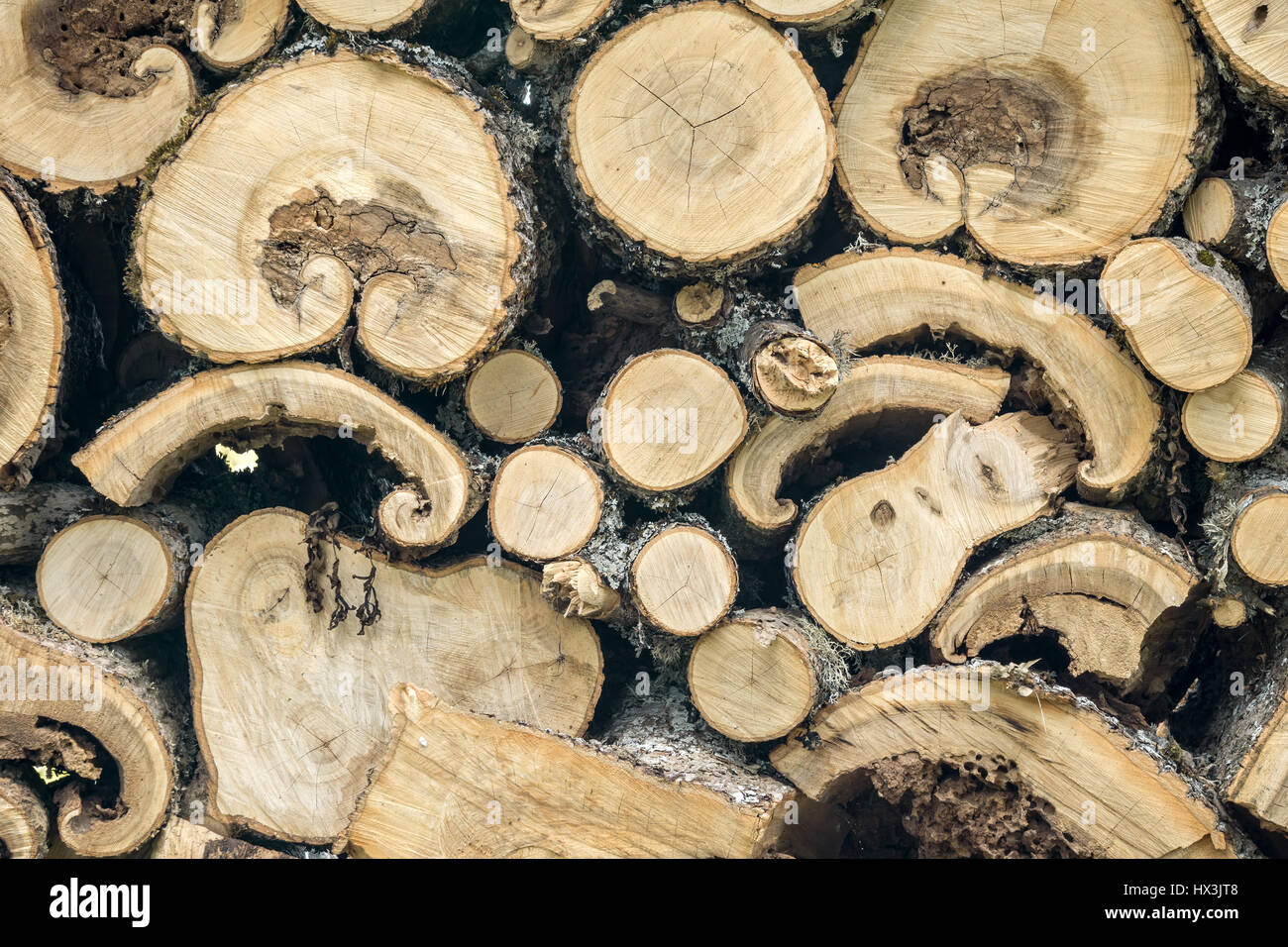 Curved timber tree hi-res stock photography and images - Alamy