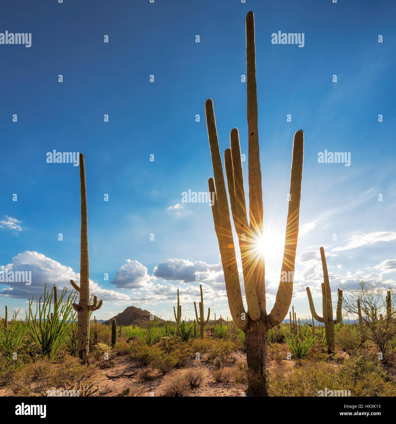 Yuma desert hi-res stock photography and images - Alamy
