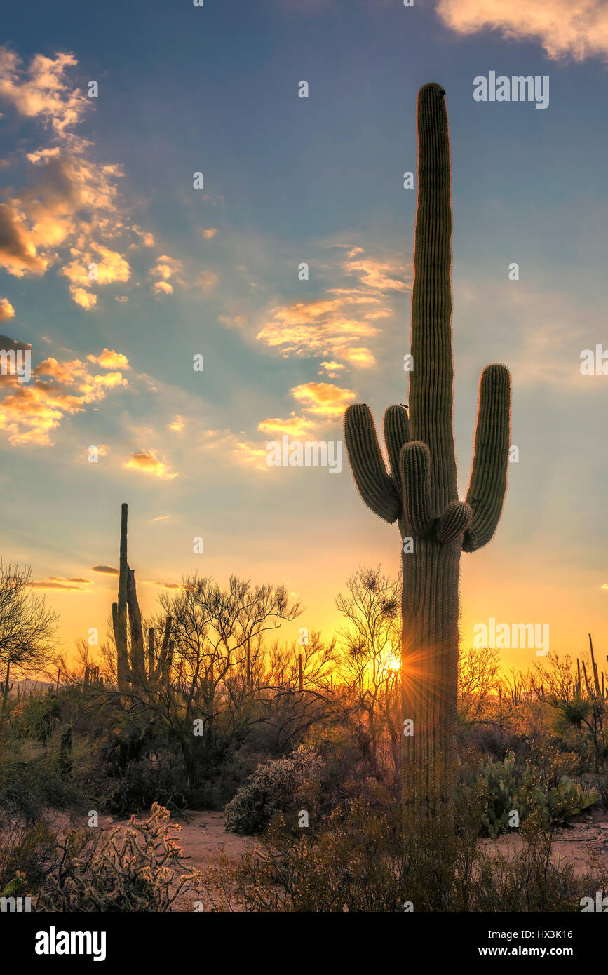 Sonoran desert sunset panorama hi-res stock photography and images - Alamy