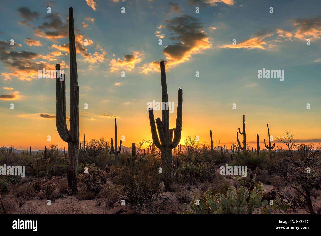 Sonoran desert sunset panorama hi-res stock photography and images - Alamy