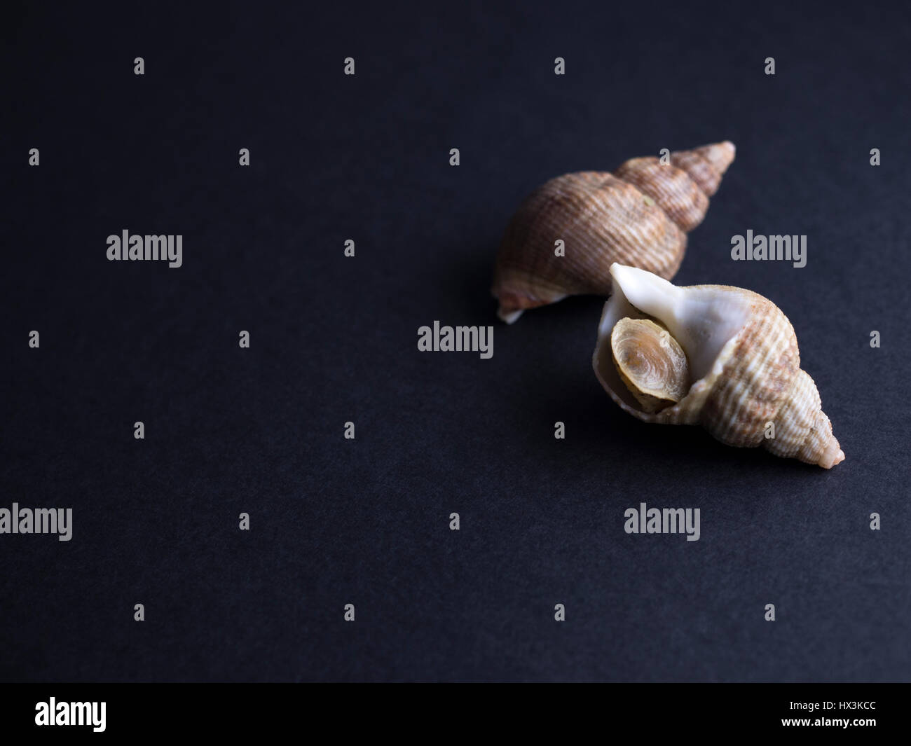 Whelks or sea snails isolated on black background Stock Photo - Alamy