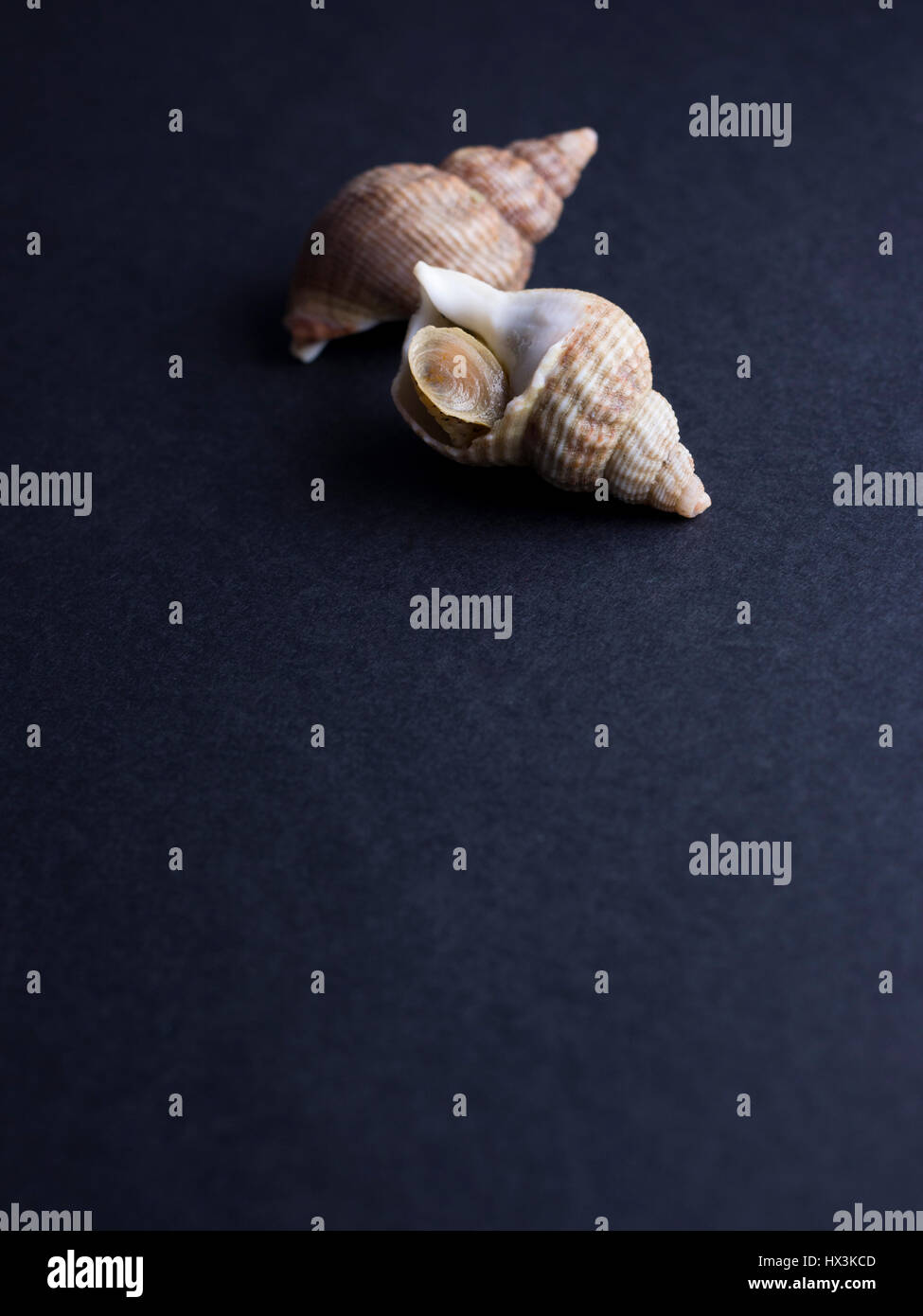 Whelks or sea snails isolated on black background Stock Photo - Alamy