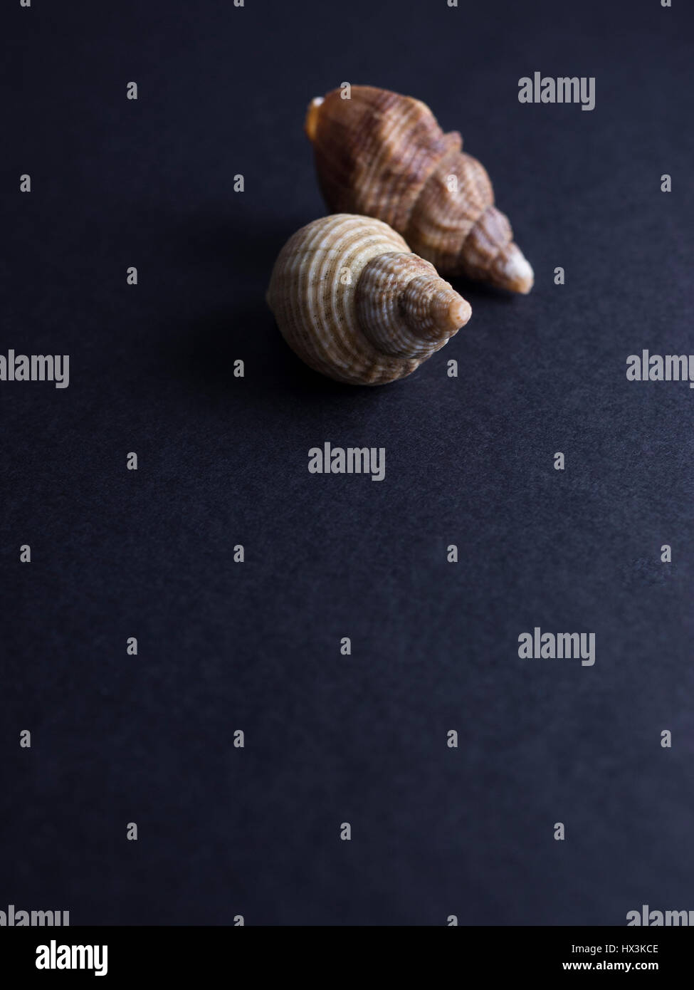Whelks or sea snails isolated on black background Stock Photo - Alamy