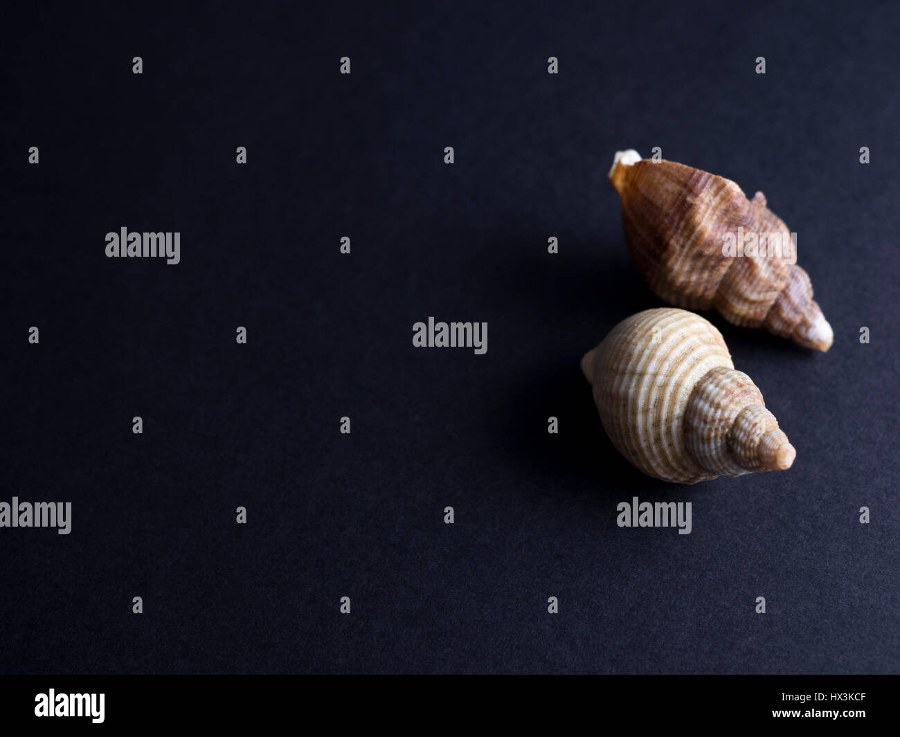 Whelks or sea snails isolated on black background Stock Photo - Alamy