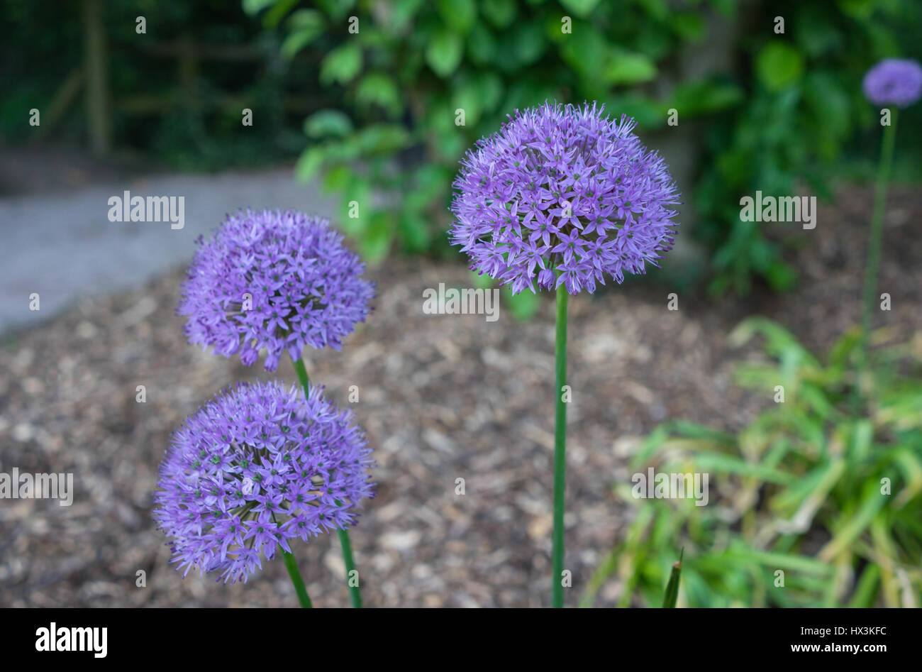 Glower hi-res stock photography and images - Alamy