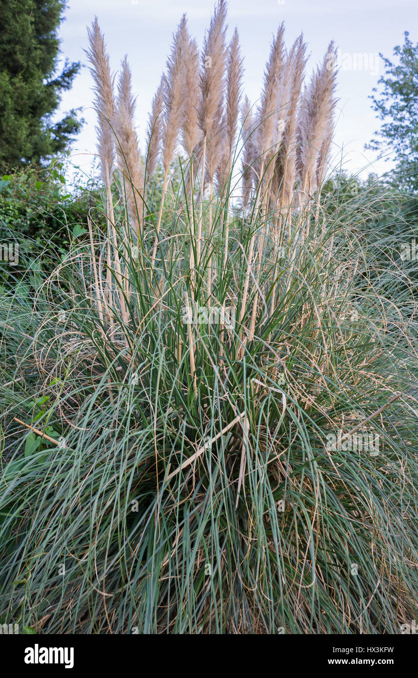 Oriental grass hi-res stock photography and images - Alamy