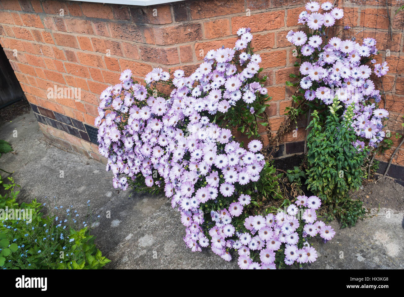 Lilac flowers on a bush in front of an house in England Stock Photo - Alamy