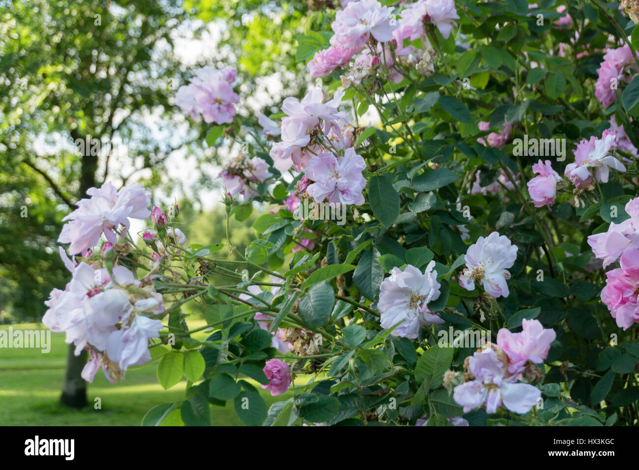 Pink flowers on a bush Stock Photo - Alamy
