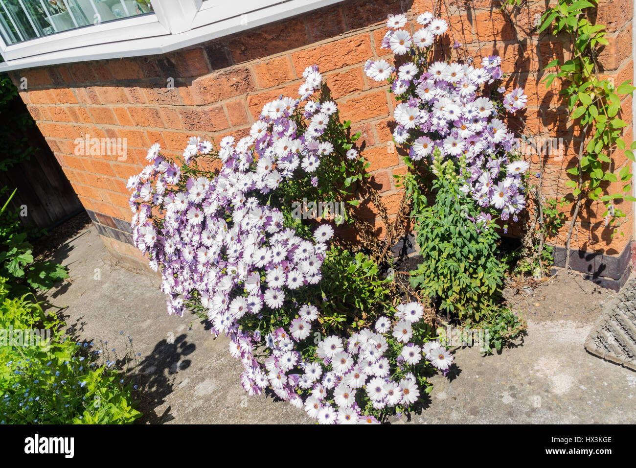 Lilac flowers on a bush in front of an house in England Stock Photo - Alamy