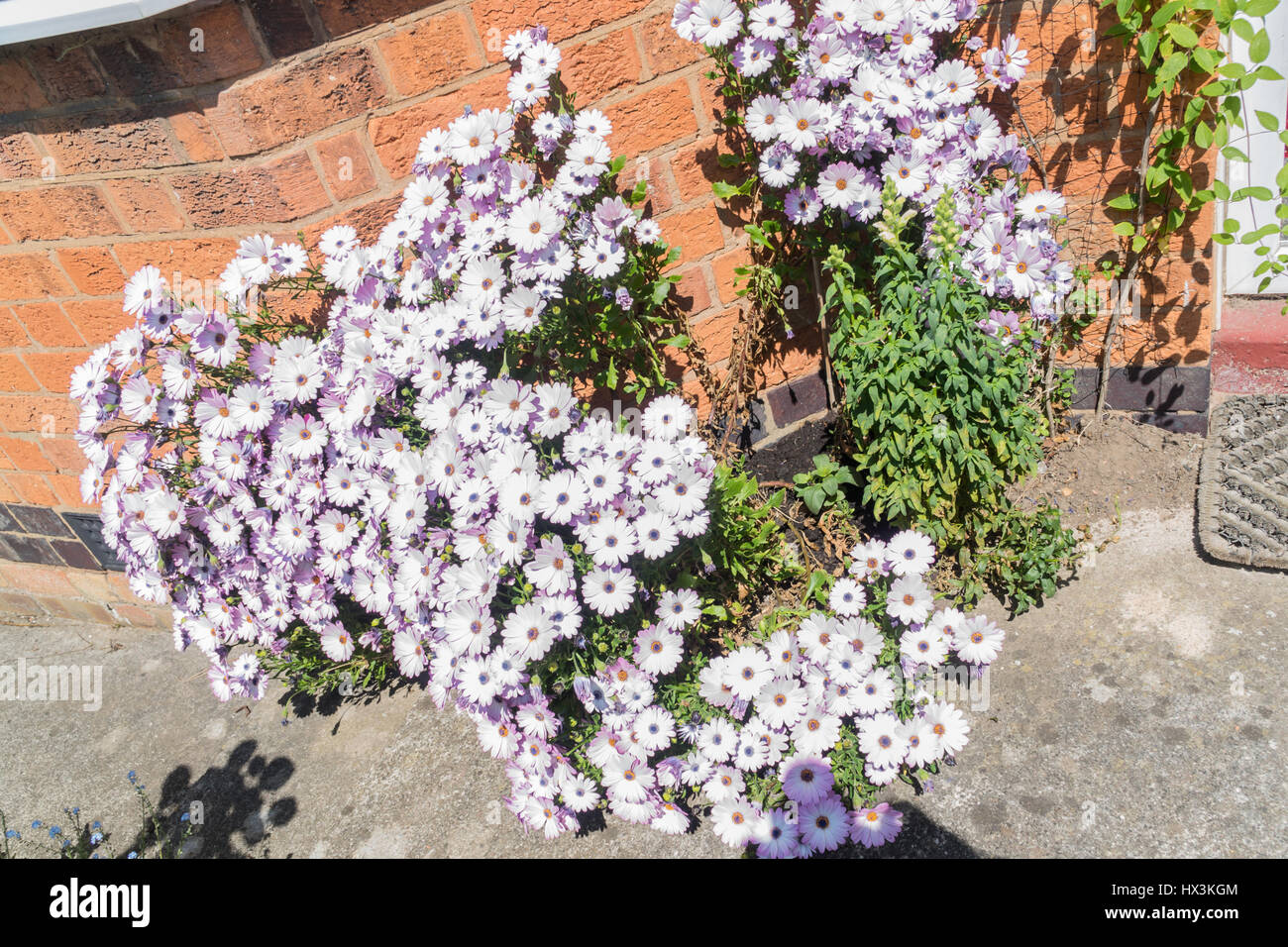 Lilac flowers on a bush in front of an house in England Stock Photo - Alamy