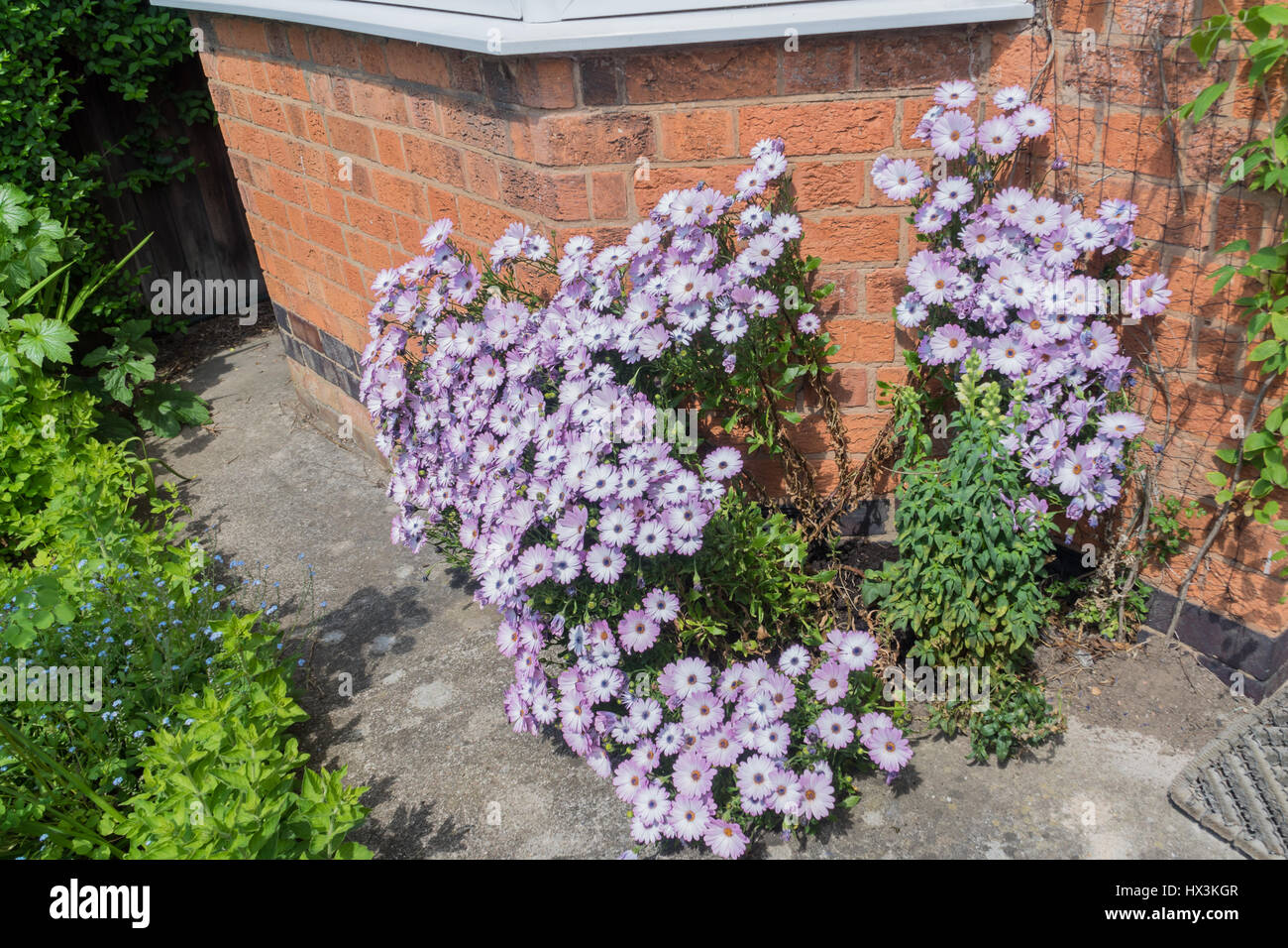 Lilac flowers on a bush in front of an house in England Stock Photo - Alamy