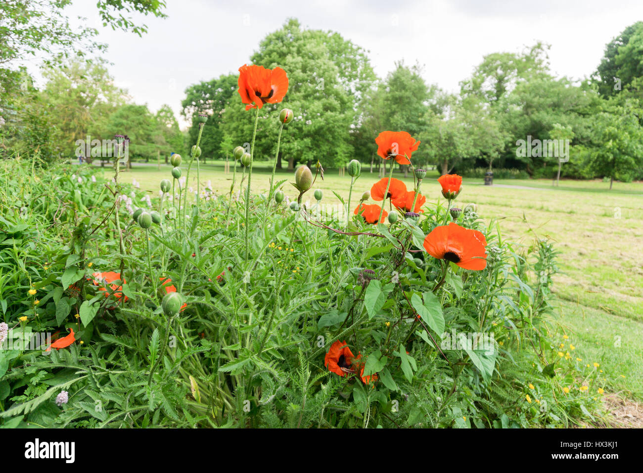 Poppy stems hi-res stock photography and images - Alamy