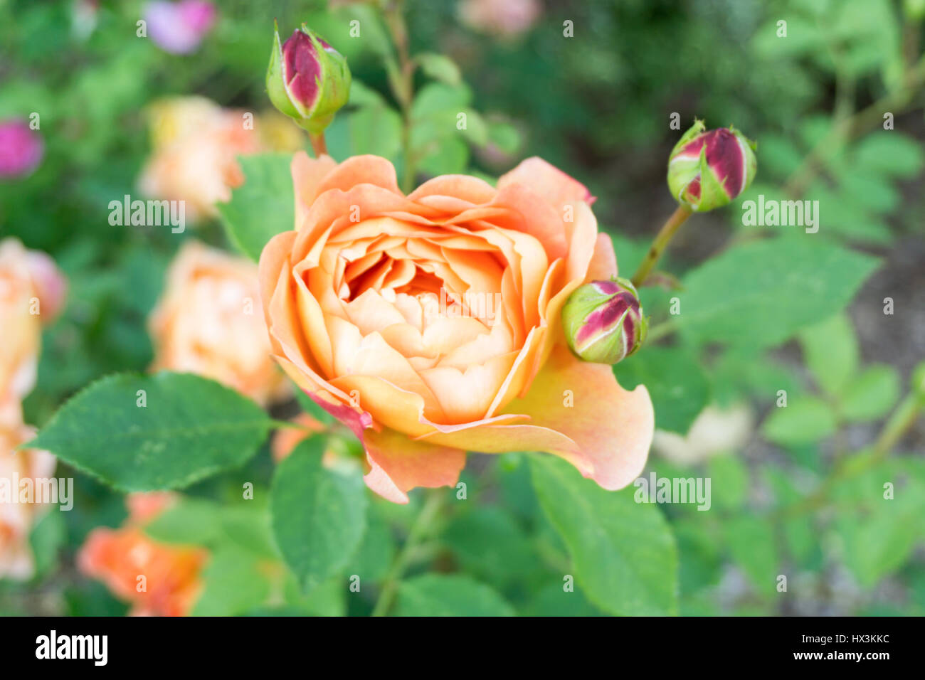 Roses and stems hi-res stock photography and images - Alamy