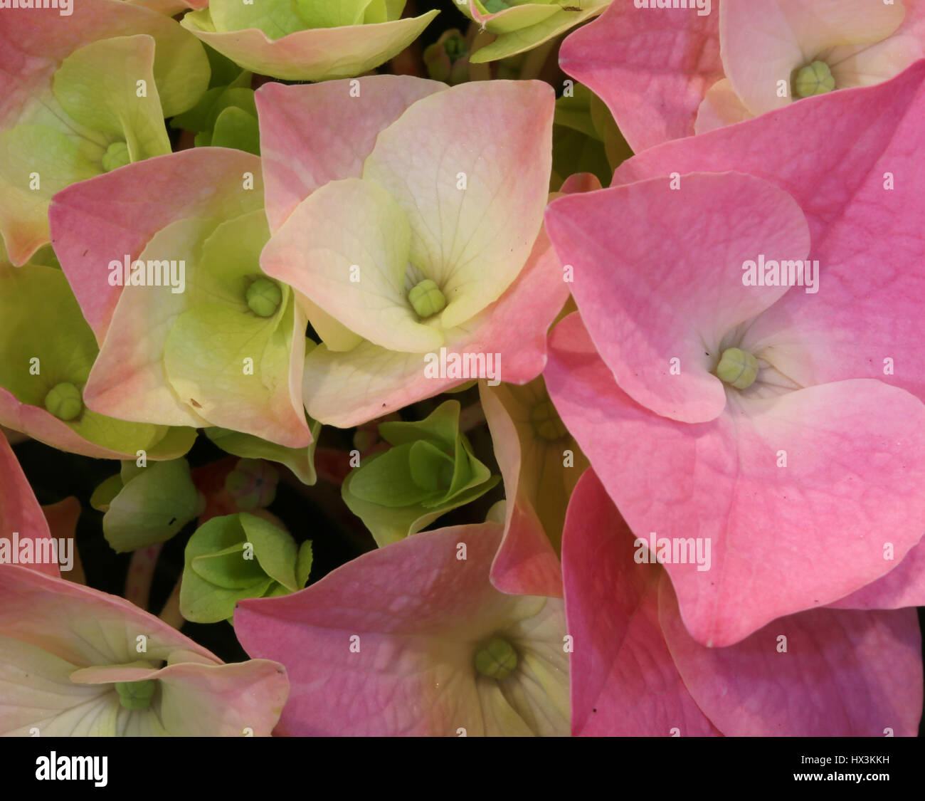 large hydrangea flowers photographed with a macro lens Stock Photo - Alamy