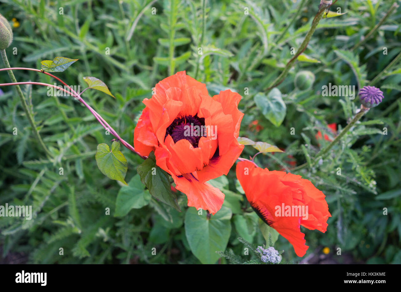 Poppy orange petals Stock Photo - Alamy
