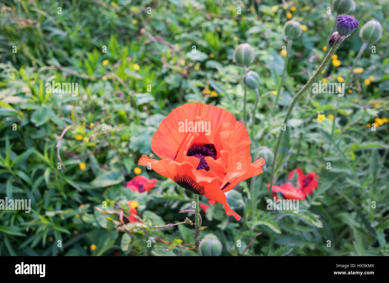 Poppy orange petals Stock Photo - Alamy