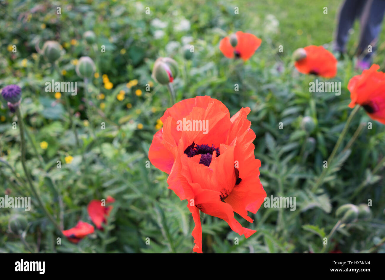 Poppy orange petals Stock Photo - Alamy
