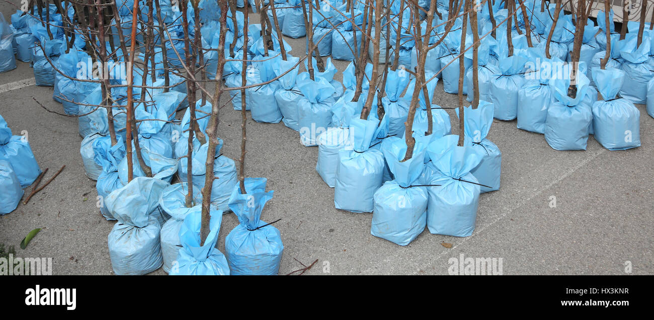 many fruit trees with roots wrapped with blue plastic to protect them ...
