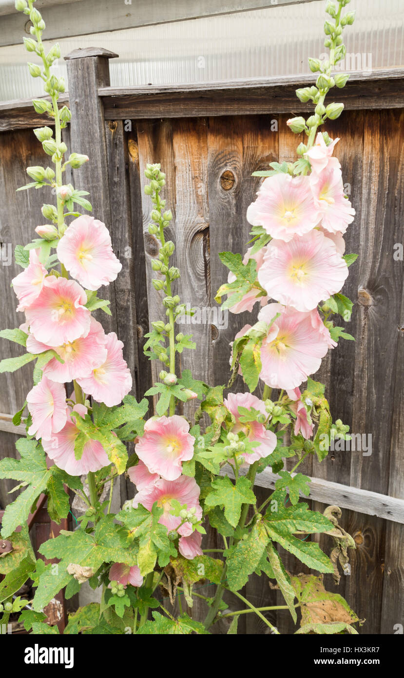 Pink hollyhocks in a garden Stock Photo - Alamy