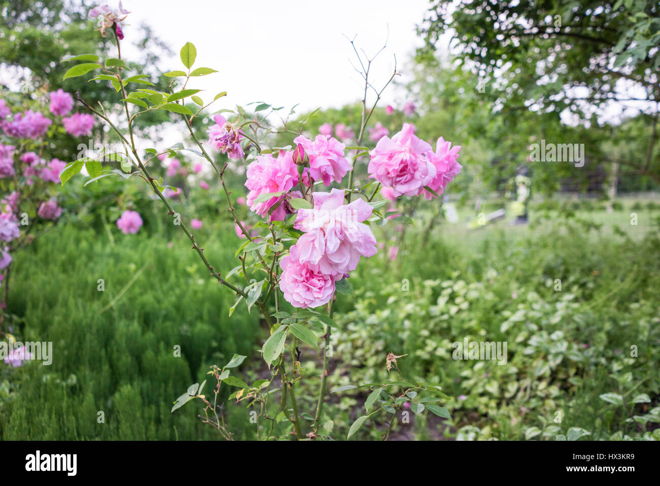 Pink roses in a park Stock Photo - Alamy