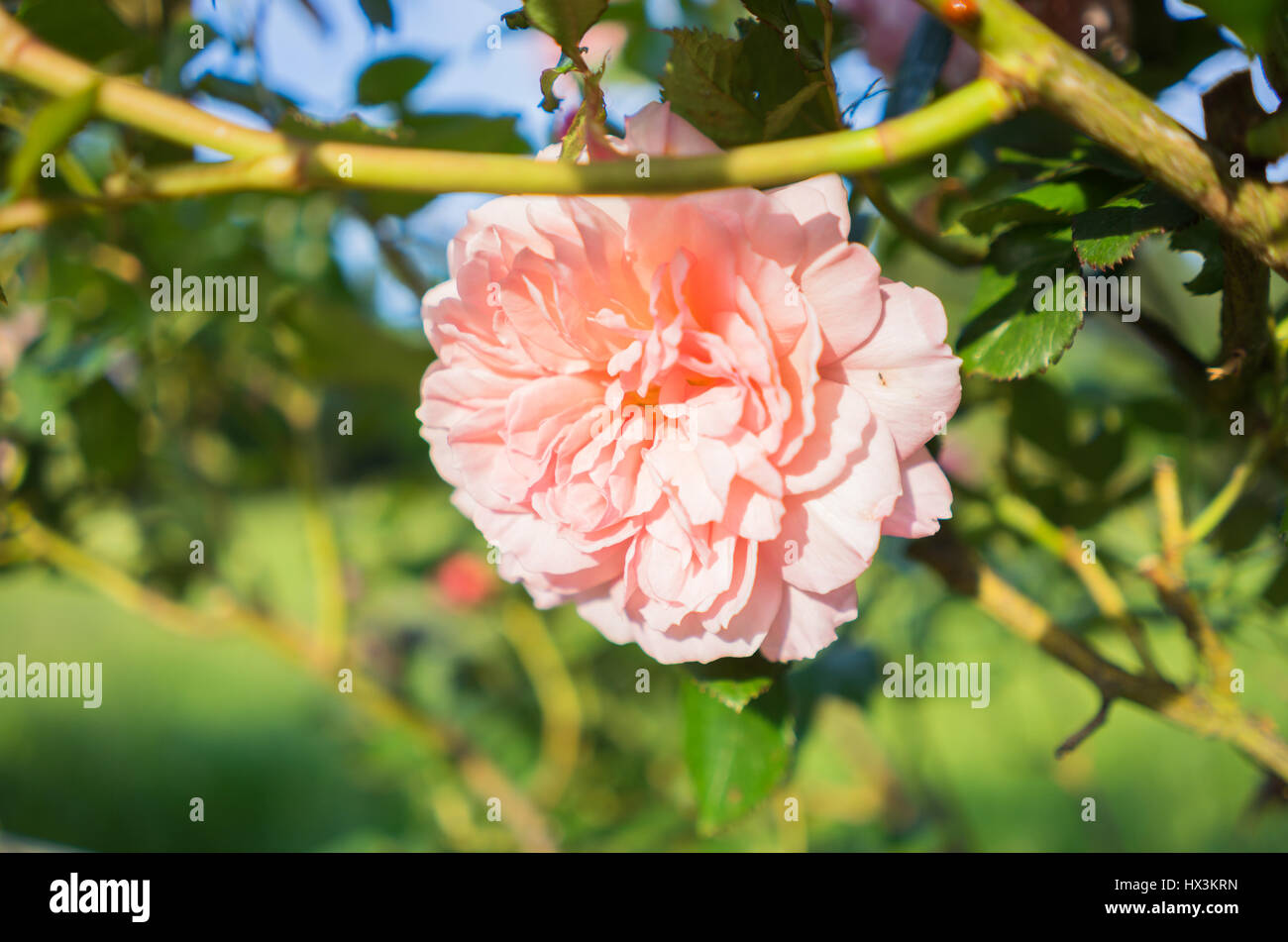 Pink roses in the countryside Stock Photo - Alamy