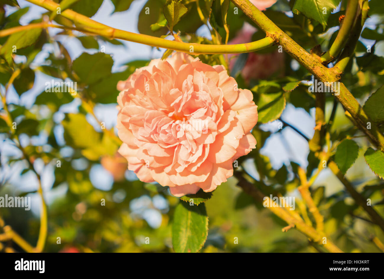 Pink roses in the countryside Stock Photo - Alamy