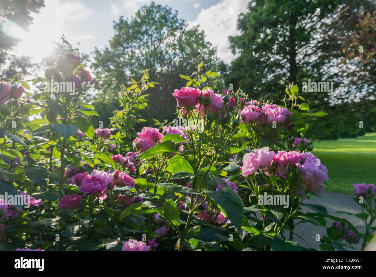 lilac rose bushes Stock Photo - Alamy