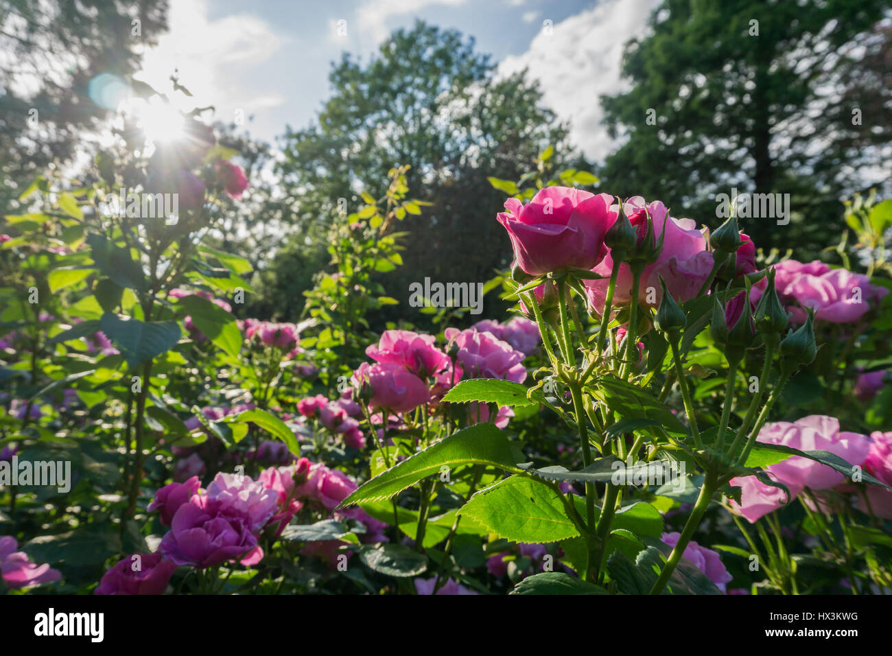 lilac rose bushes Stock Photo - Alamy