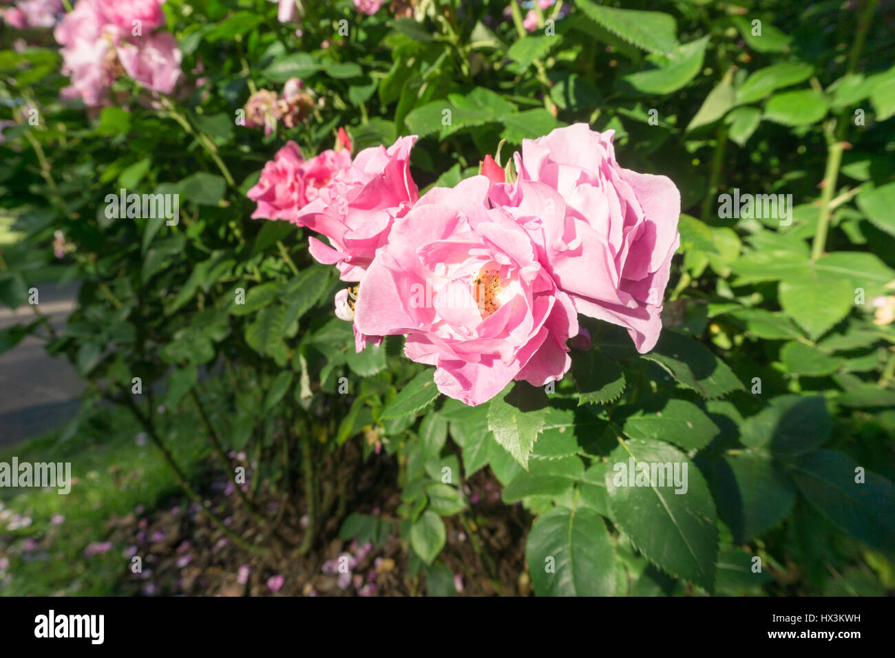 lilac rose bushes Stock Photo - Alamy