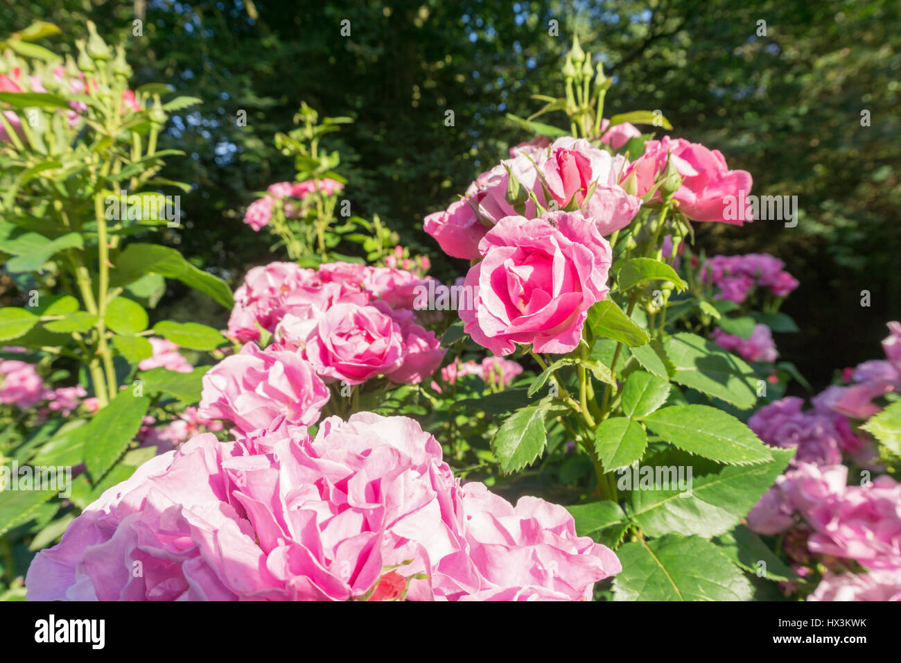 lilac rose bushes Stock Photo - Alamy