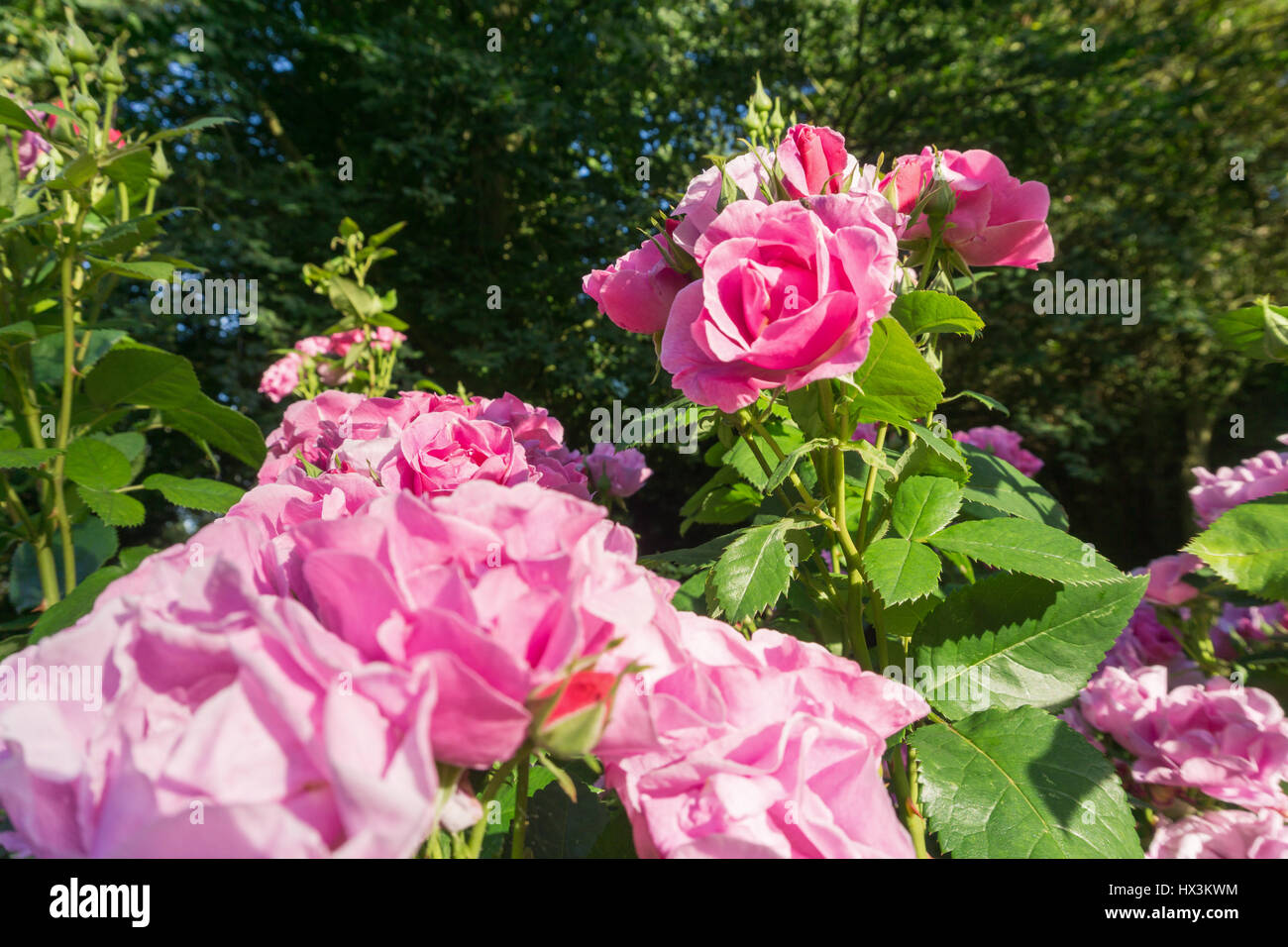 lilac rose bushes Stock Photo - Alamy