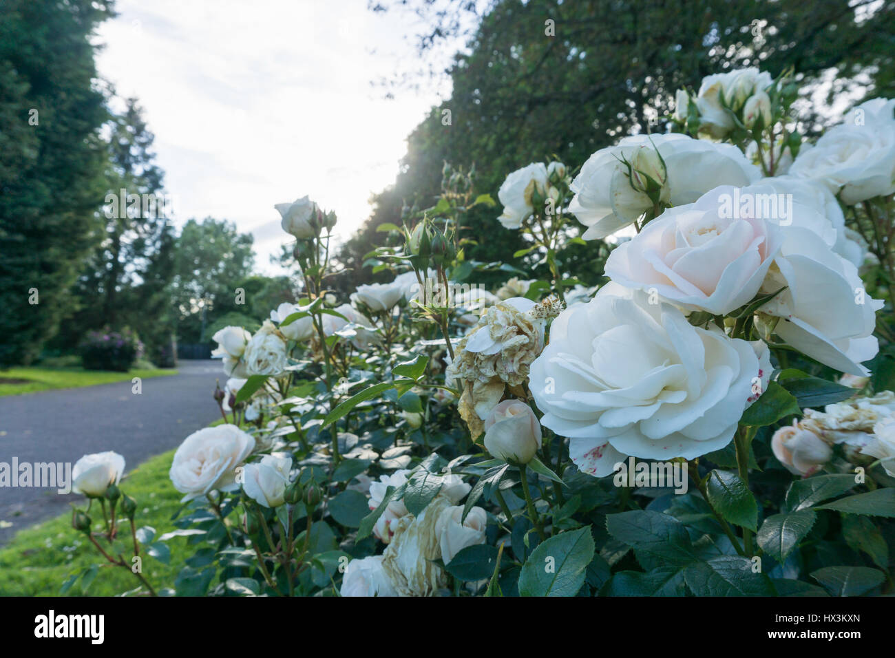 White roses in a park Stock Photo - Alamy