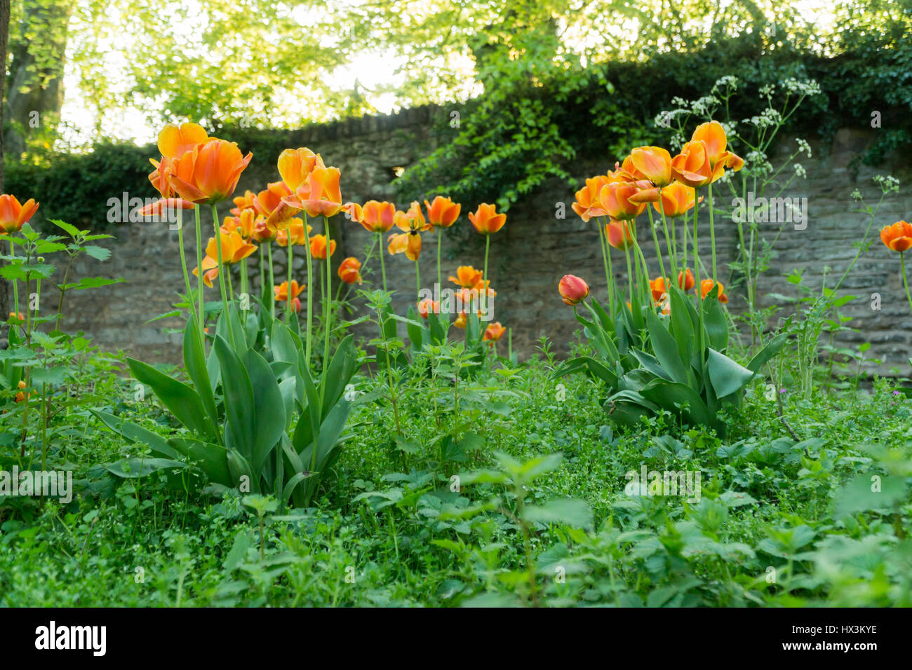 Orange stalks hi-res stock photography and images - Alamy